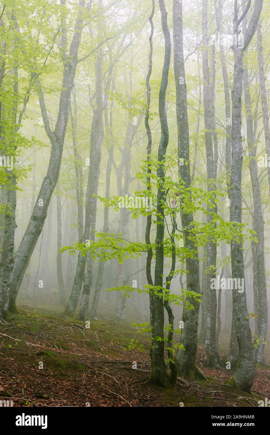 Spring in forest of Aranzazu, Basque Country Stock Photo - Alamy