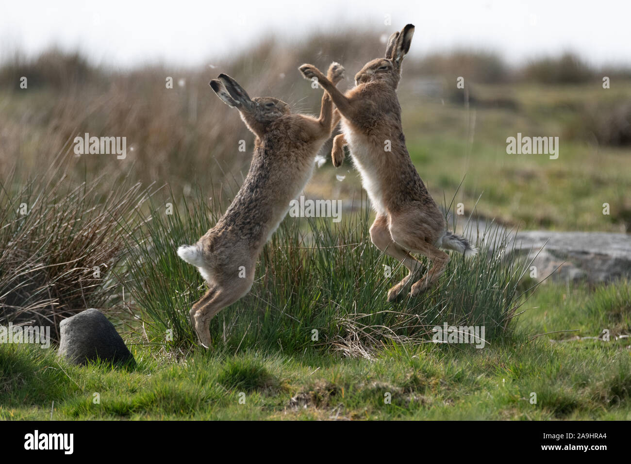 Mad March hares, European Brown Hares (Lepus Europaeus boxing with a ...