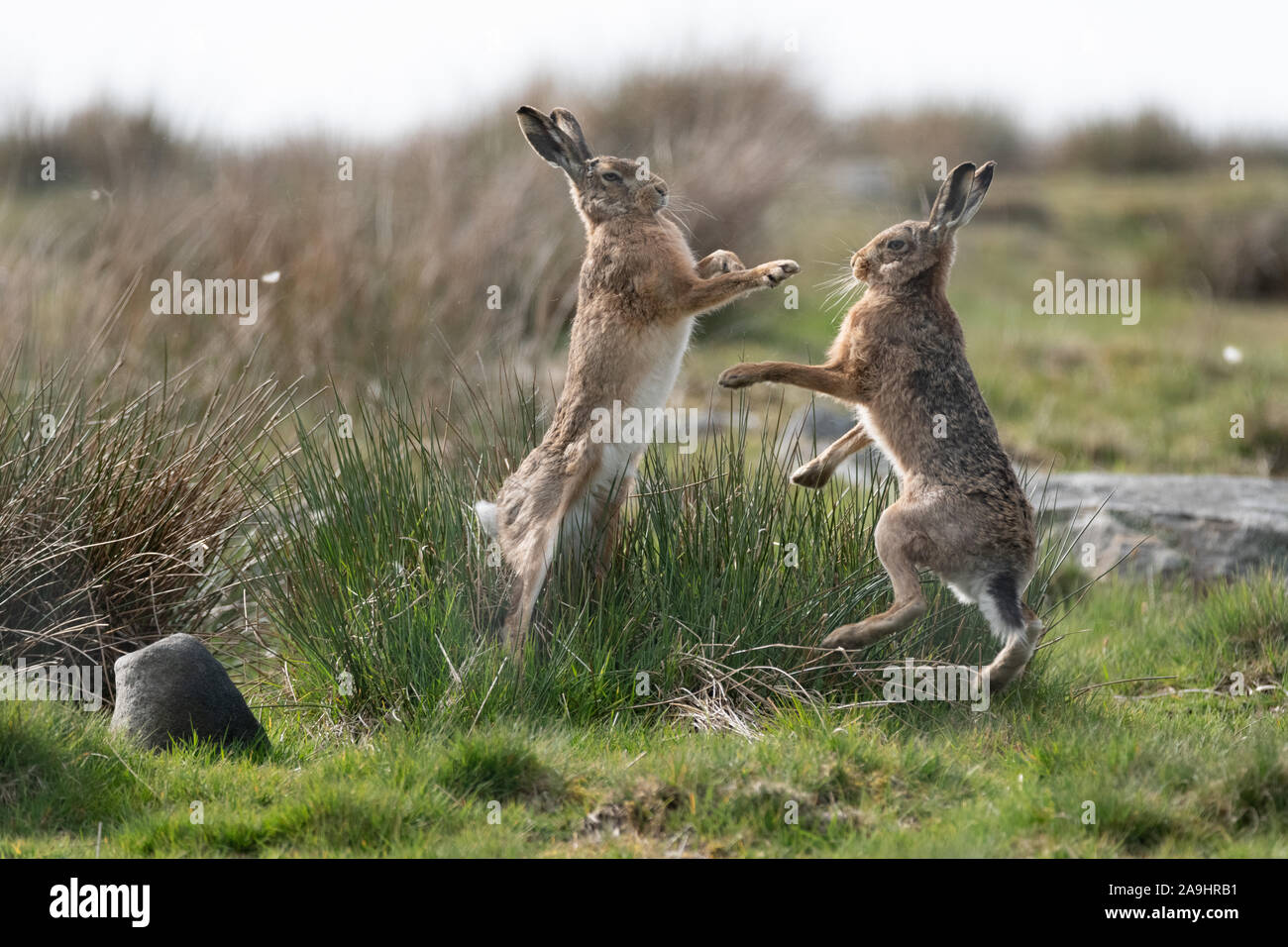 Hare leaping hi-res stock photography and images - Alamy