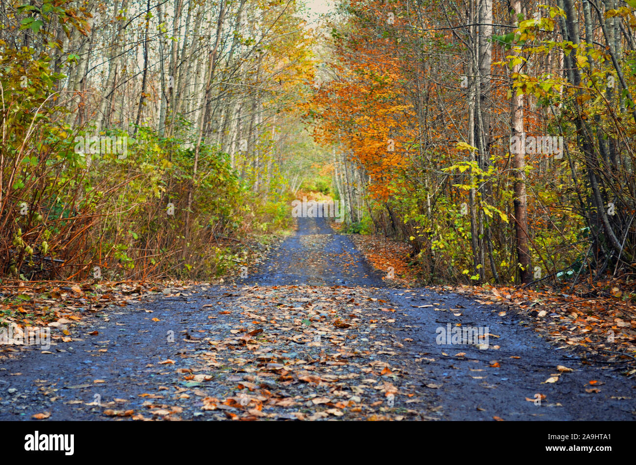 A beautiful pathway/trail in the fall; very colorful; in the woods ...