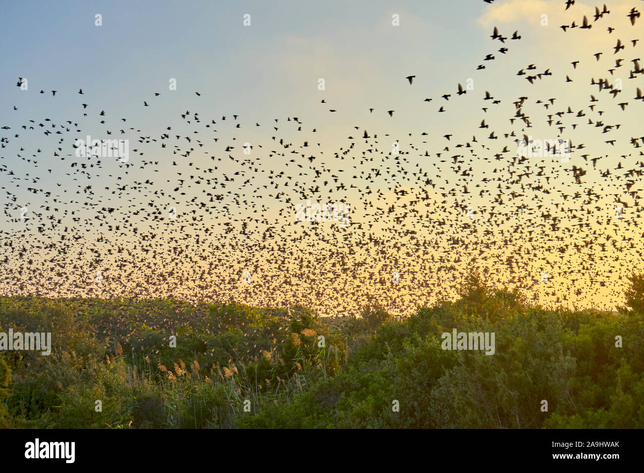 Thousands Of Migrating Birds Flying Together Above A Wetland Area As ...