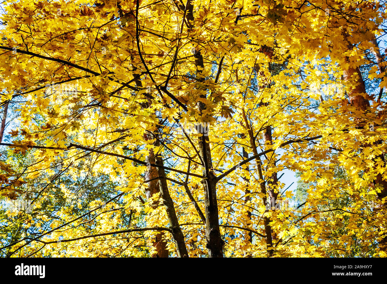 Gold maple hi-res stock photography and images - Alamy