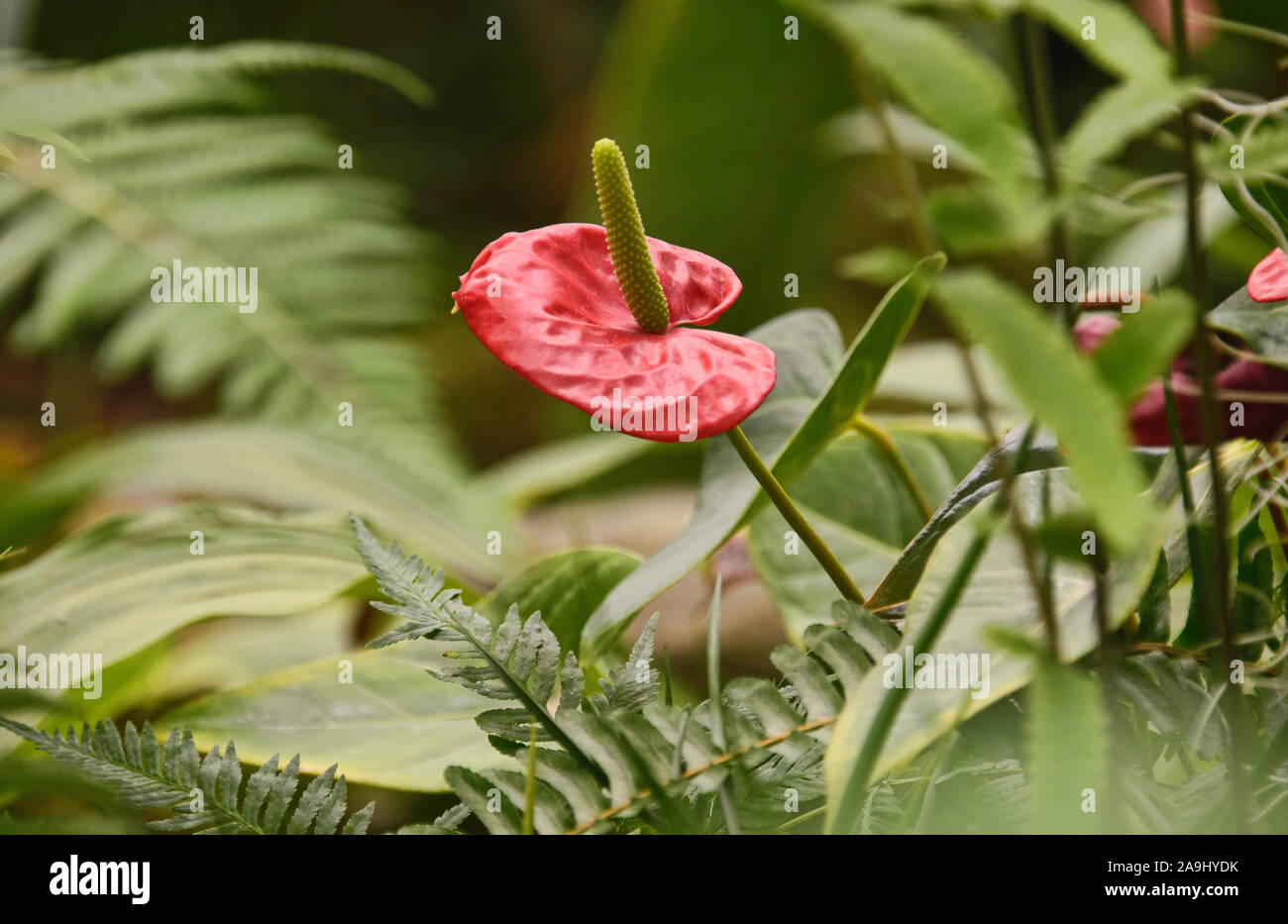 Anthorium flower in the Quito Botanical Gardens, Quito, Ecuador Stock ...