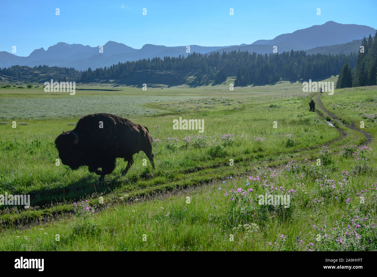 Three Buffalo Roam Along Wide Dirt Trail Stock Photo - Alamy