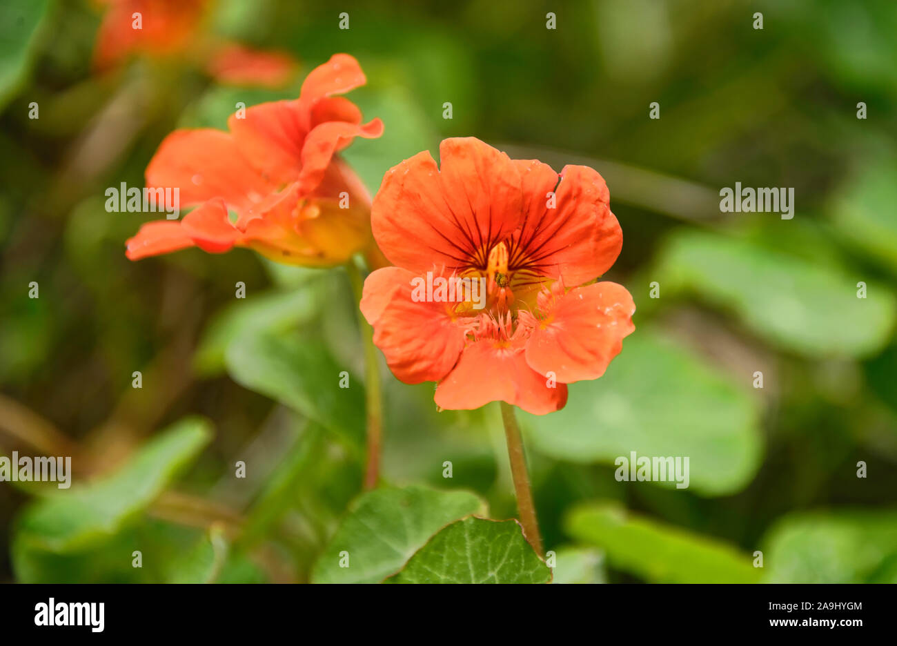 Flora de ecuador hi-res stock photography and images - Alamy