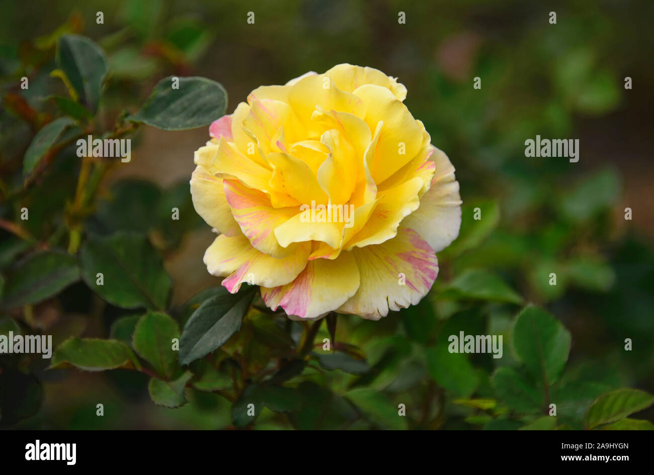 Beautiful Rose in Quito Botanical Gardens, Quito, Ecuador Stock Photo ...