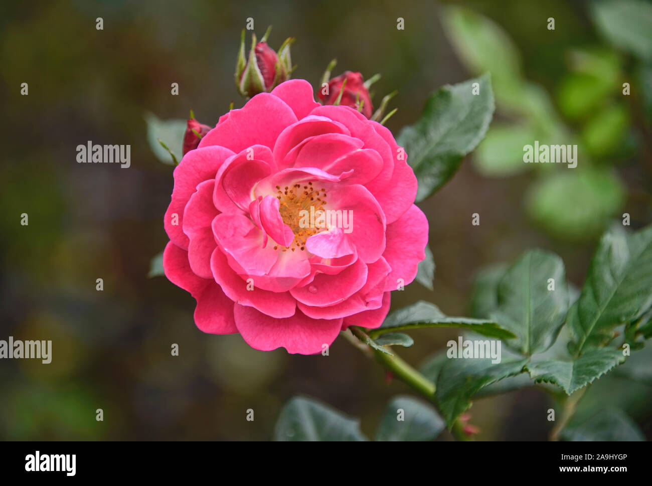 Beautiful Rose in Quito Botanical Gardens, Quito, Ecuador Stock Photo ...