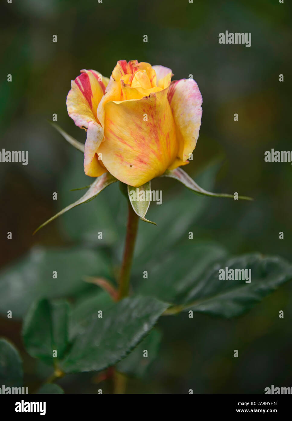 Beautiful Rose in Quito Botanical Gardens, Quito, Ecuador Stock Photo ...