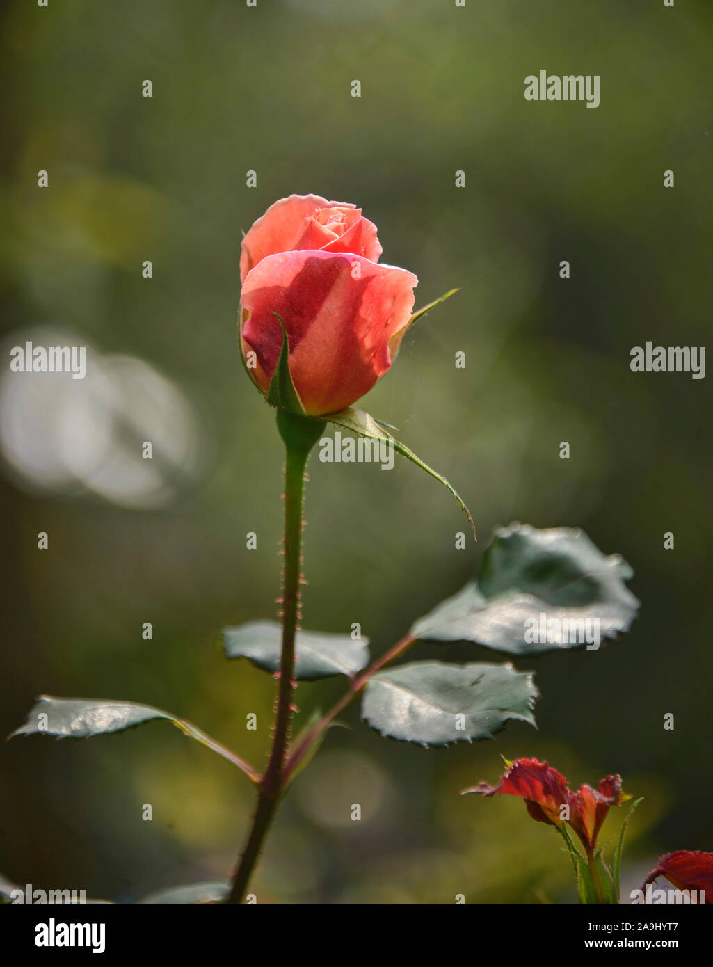 Beautiful Rose in Quito Botanical Gardens, Quito, Ecuador Stock Photo ...