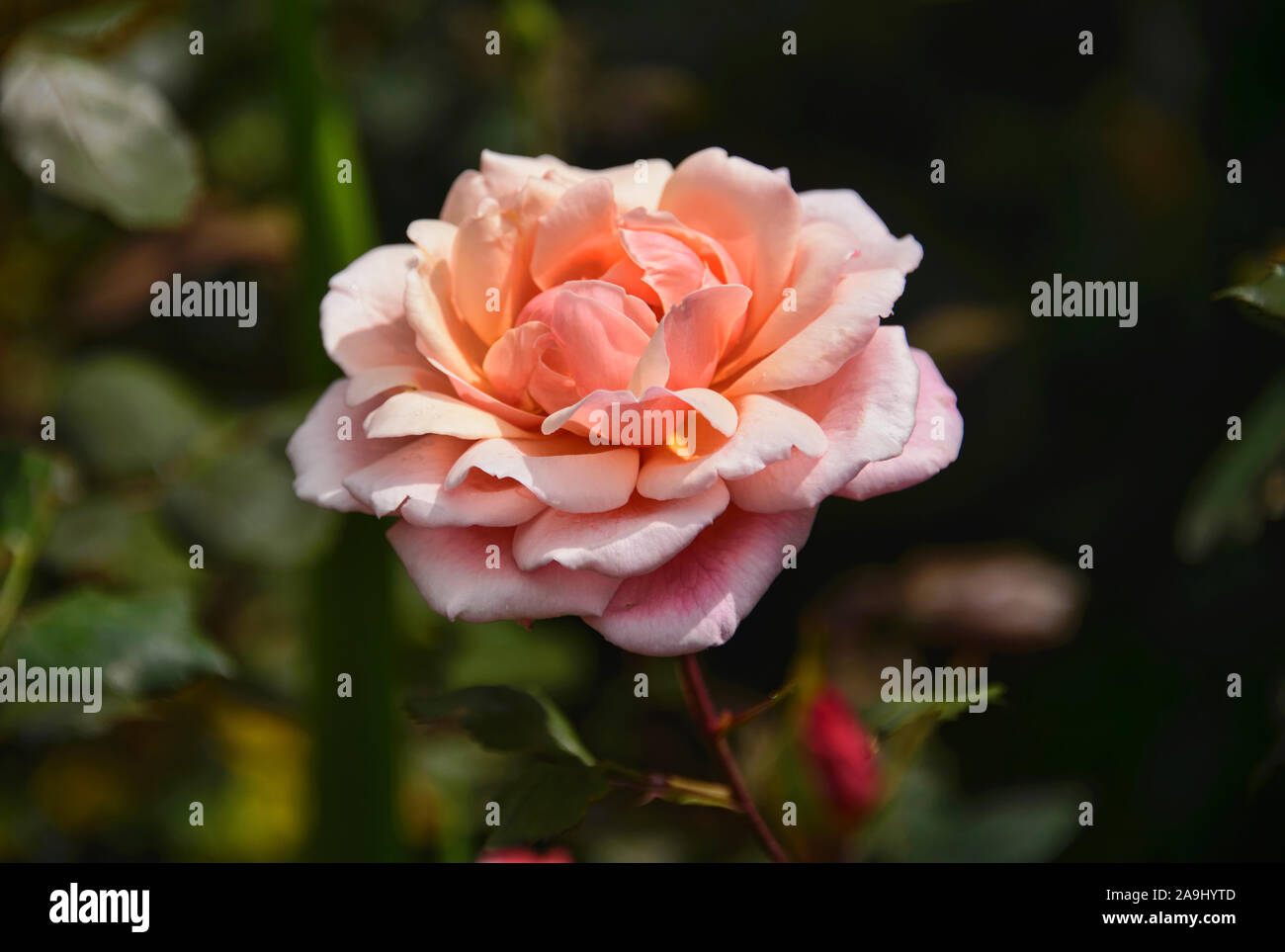 Beautiful Rose in Quito Botanical Gardens, Quito, Ecuador Stock Photo ...