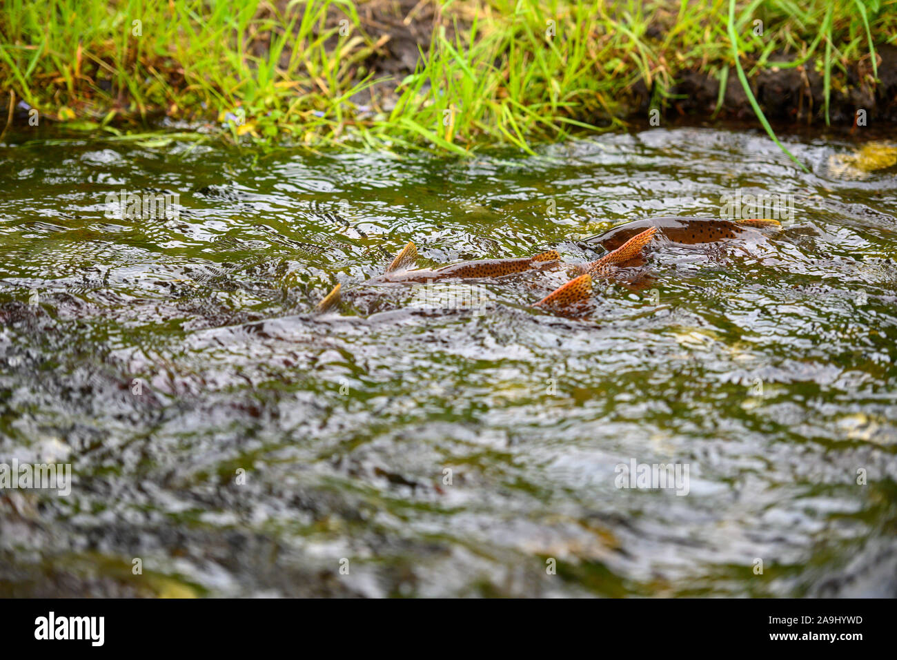 Trout swim upstream to spawn Stock Photo - Alamy