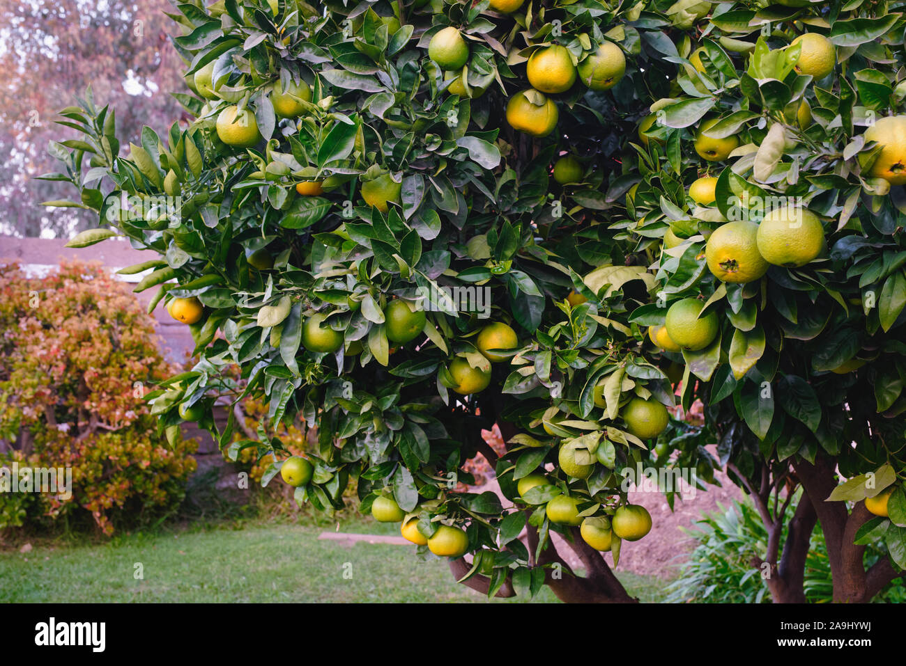Orange tree full of fruits in the garden Stock Photo - Alamy