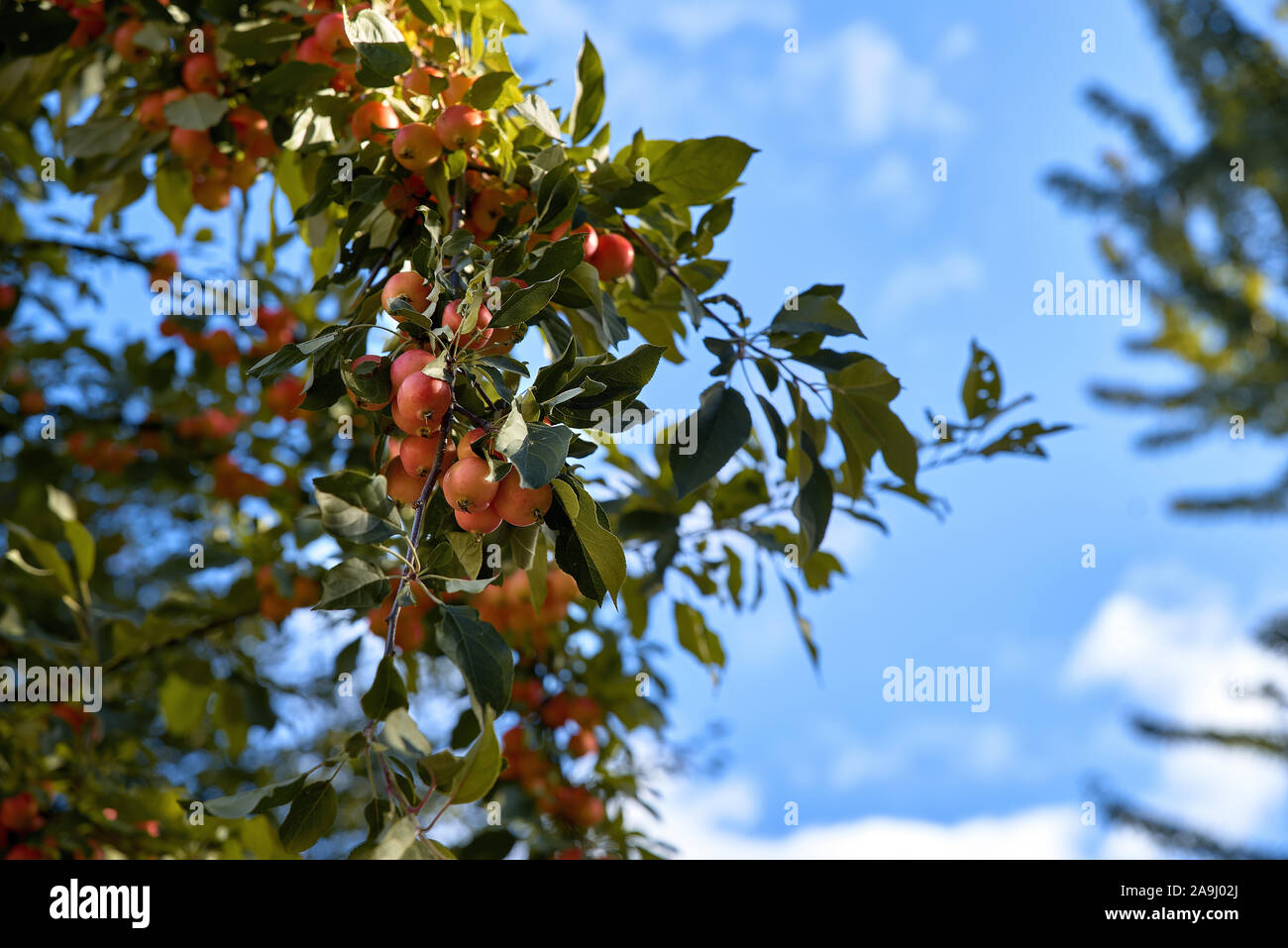 Red delicious apple with water drops. Shiny delicious apples hanging ...