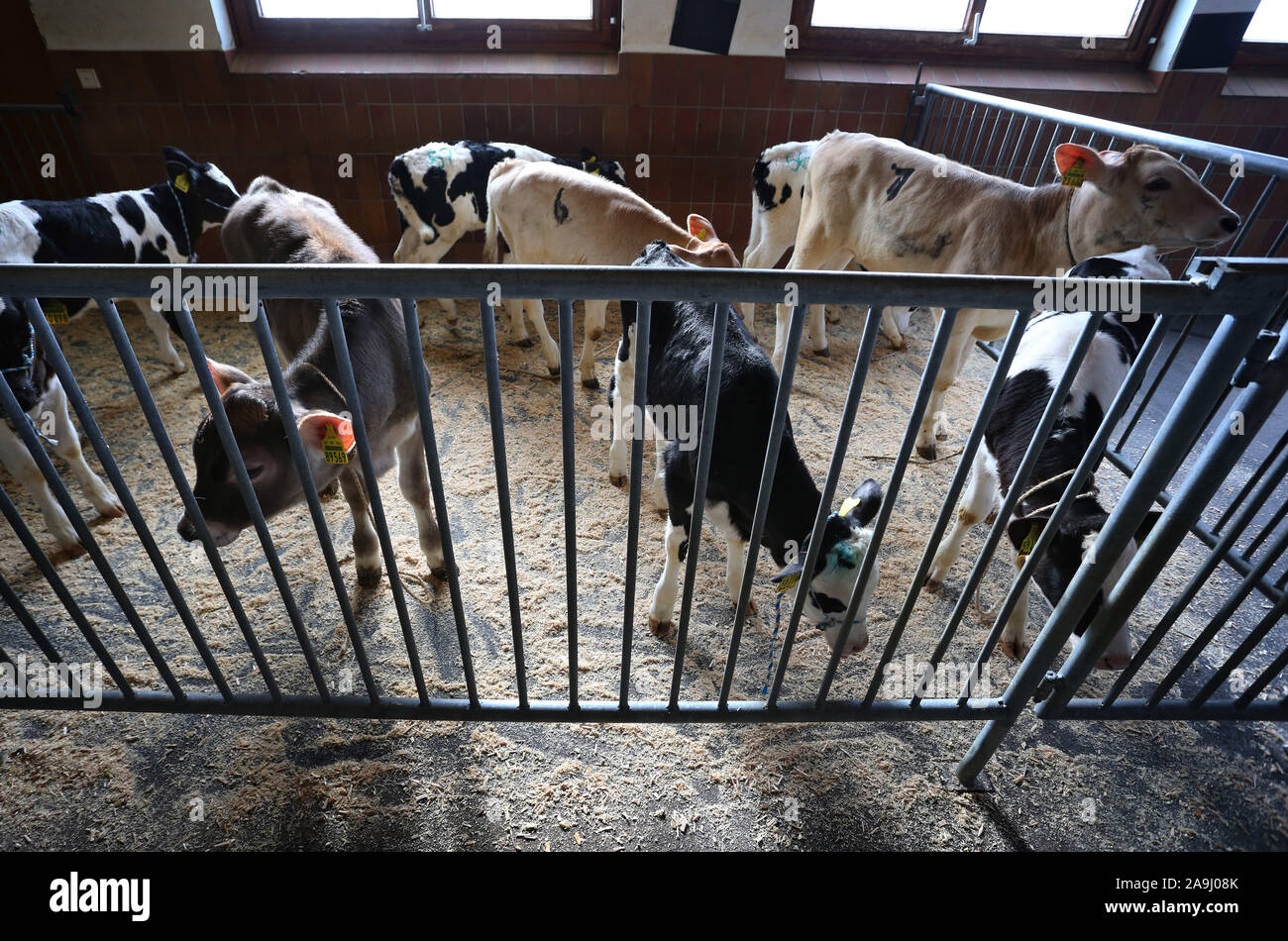 Buchloe, Germany. 13th Nov, 2019. Calves to be auctioned for are ...