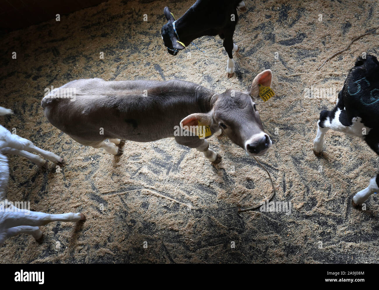 Buchloe, Germany. 13th Nov, 2019. Calves to be auctioned for are ...