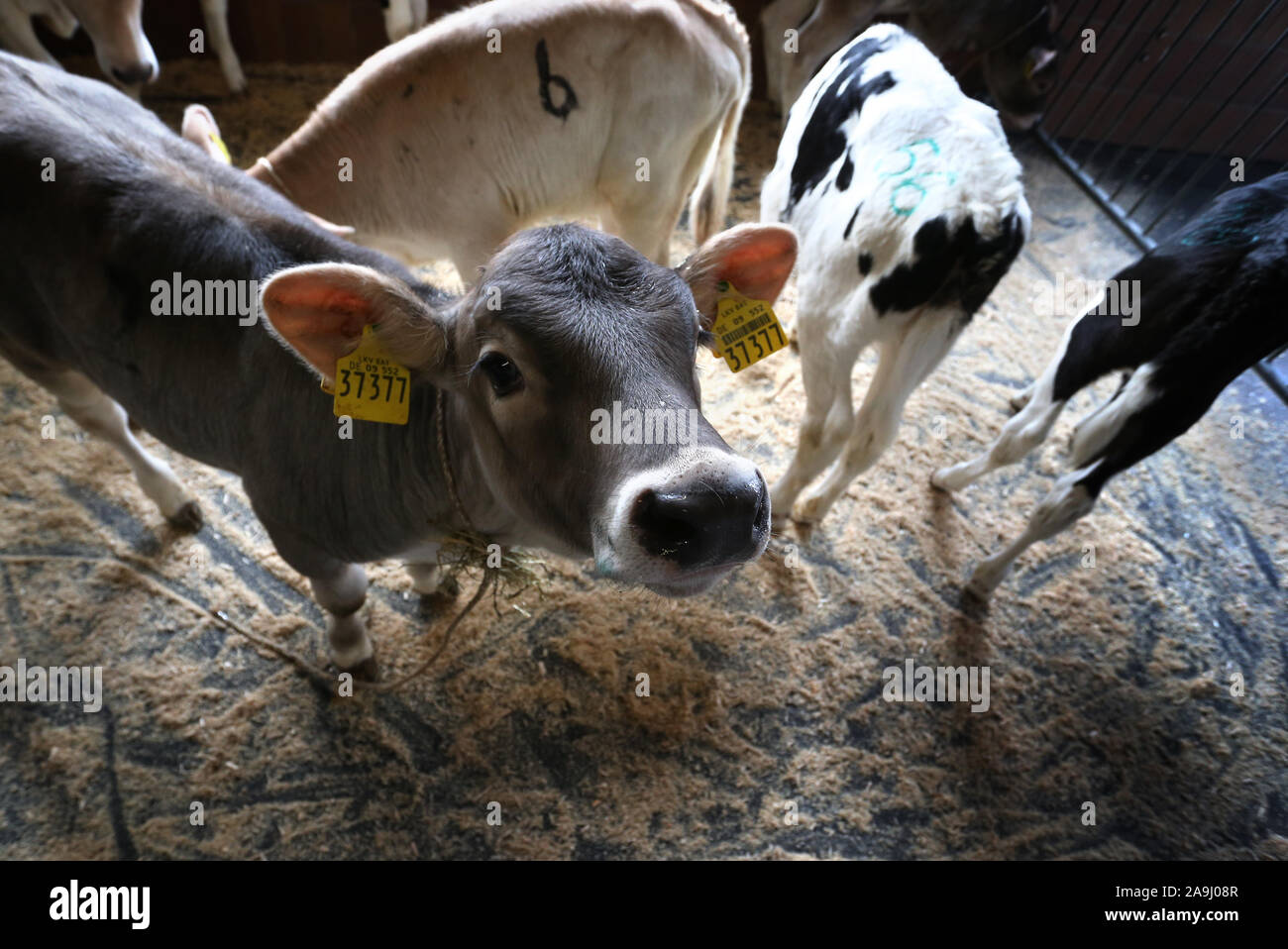 Calf auction hi-res stock photography and images - Alamy