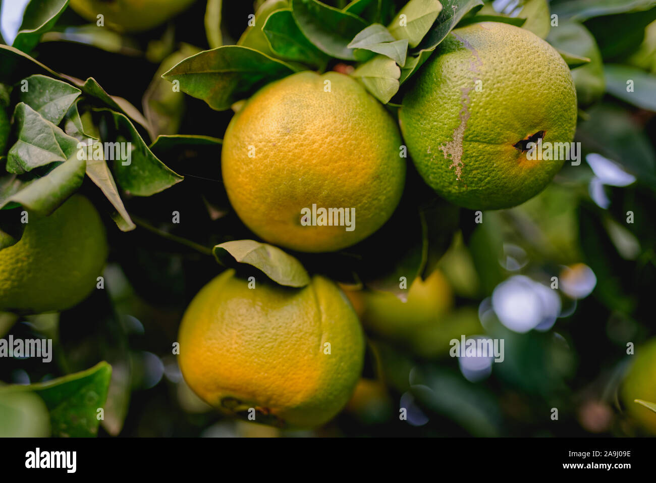 Fruit bearing orange tree hi-res stock photography and images - Alamy