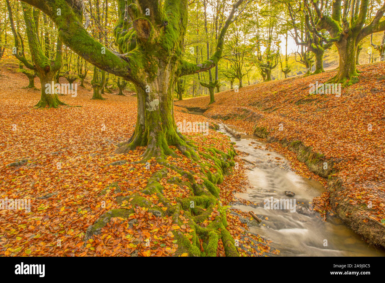Beechwood trees in fall, Otzaretta Forest, Gorbea Natural Park, Spain ...
