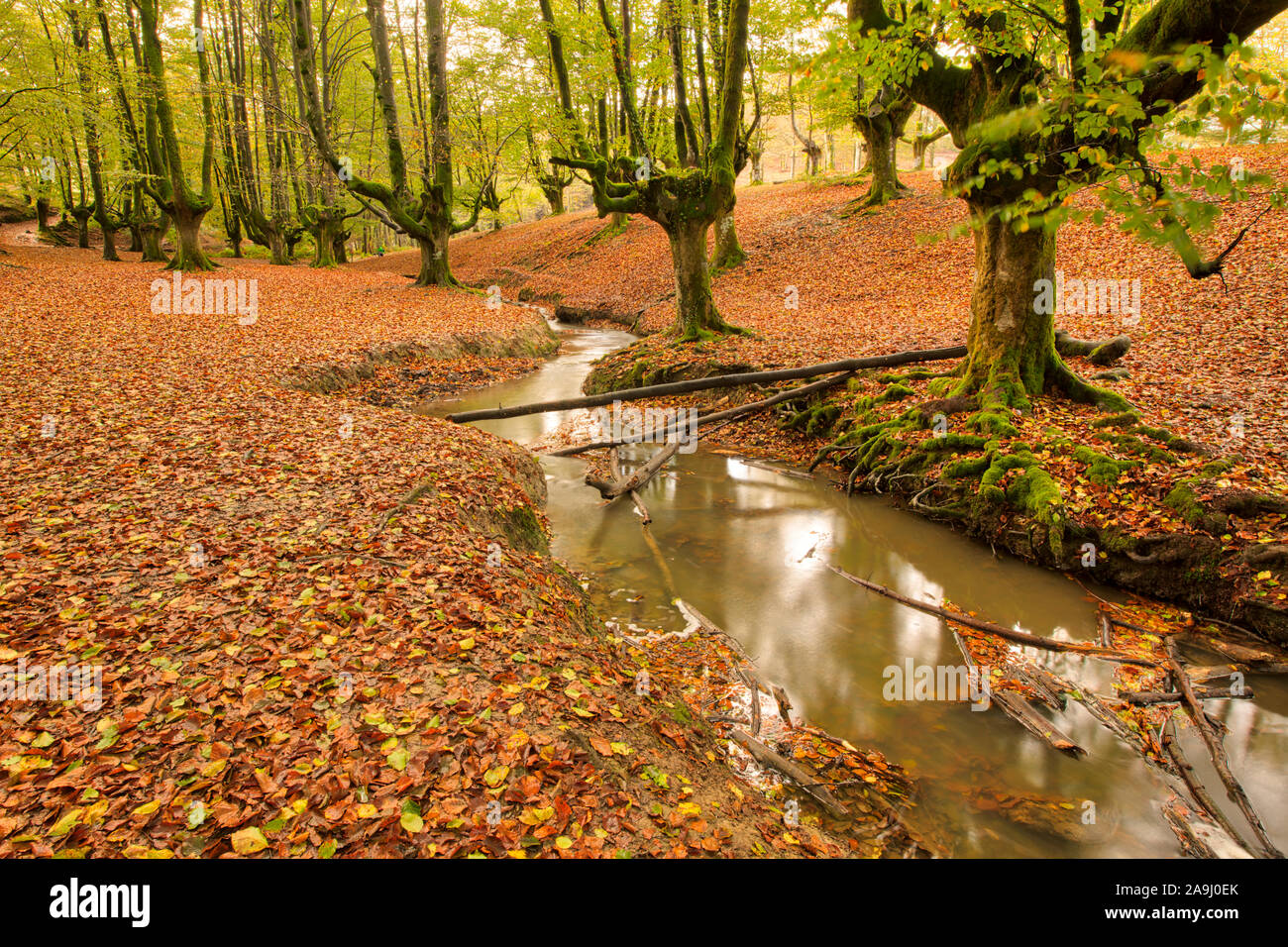 Beechwood trees in fall, Otzaretta Forest, Gorbea Natural Park, Spain ...