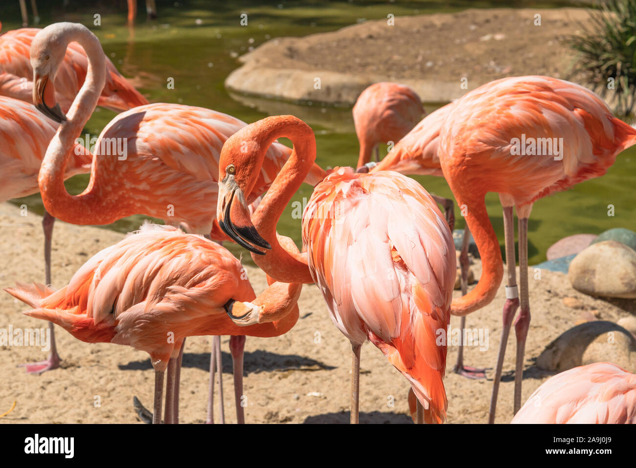 Flamingo. Flock of flamingo in natural background Stock Photo - Alamy
