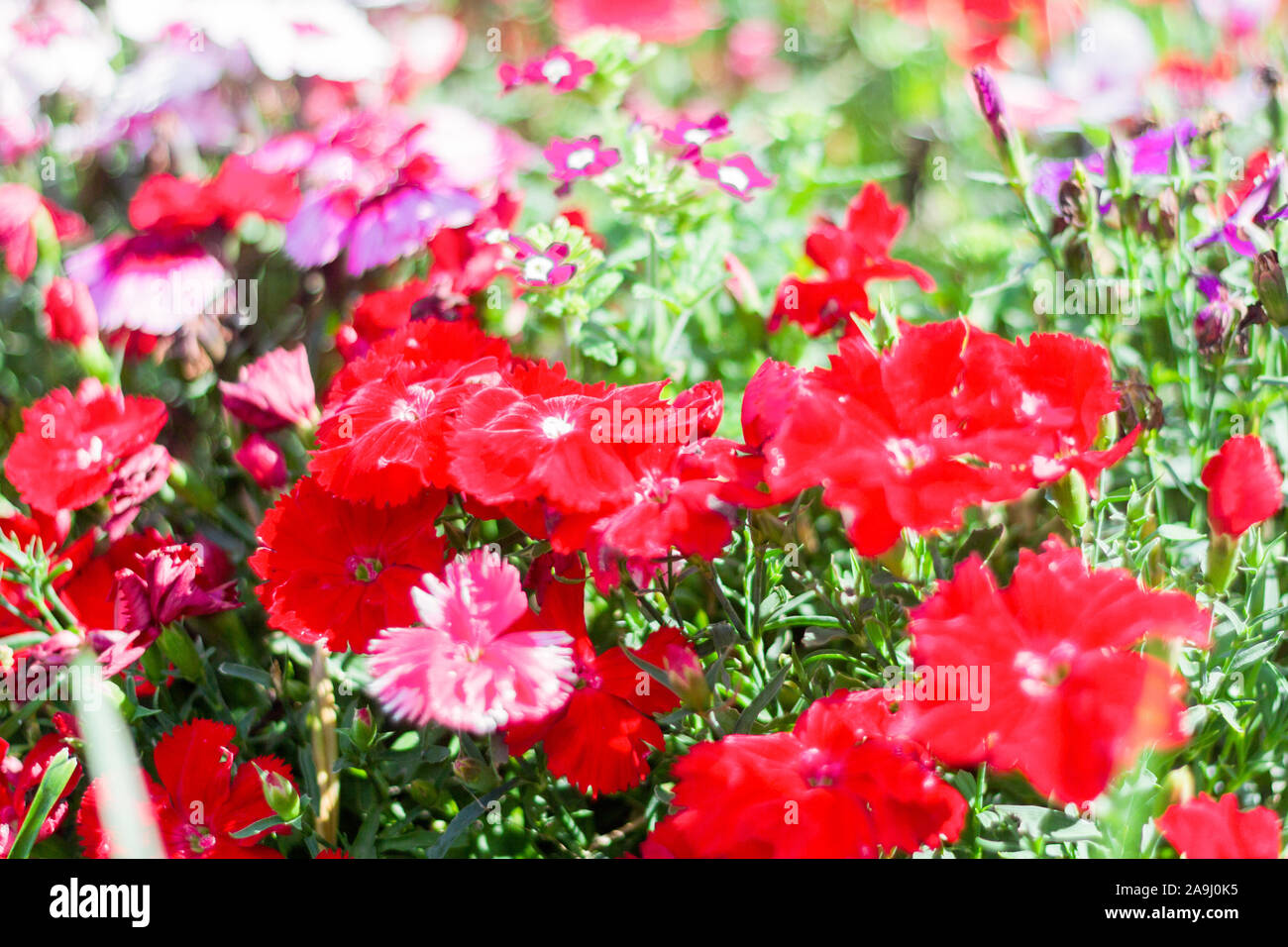 Blooming pink and red Dianthus flowers on a flower bed Stock Photo - Alamy