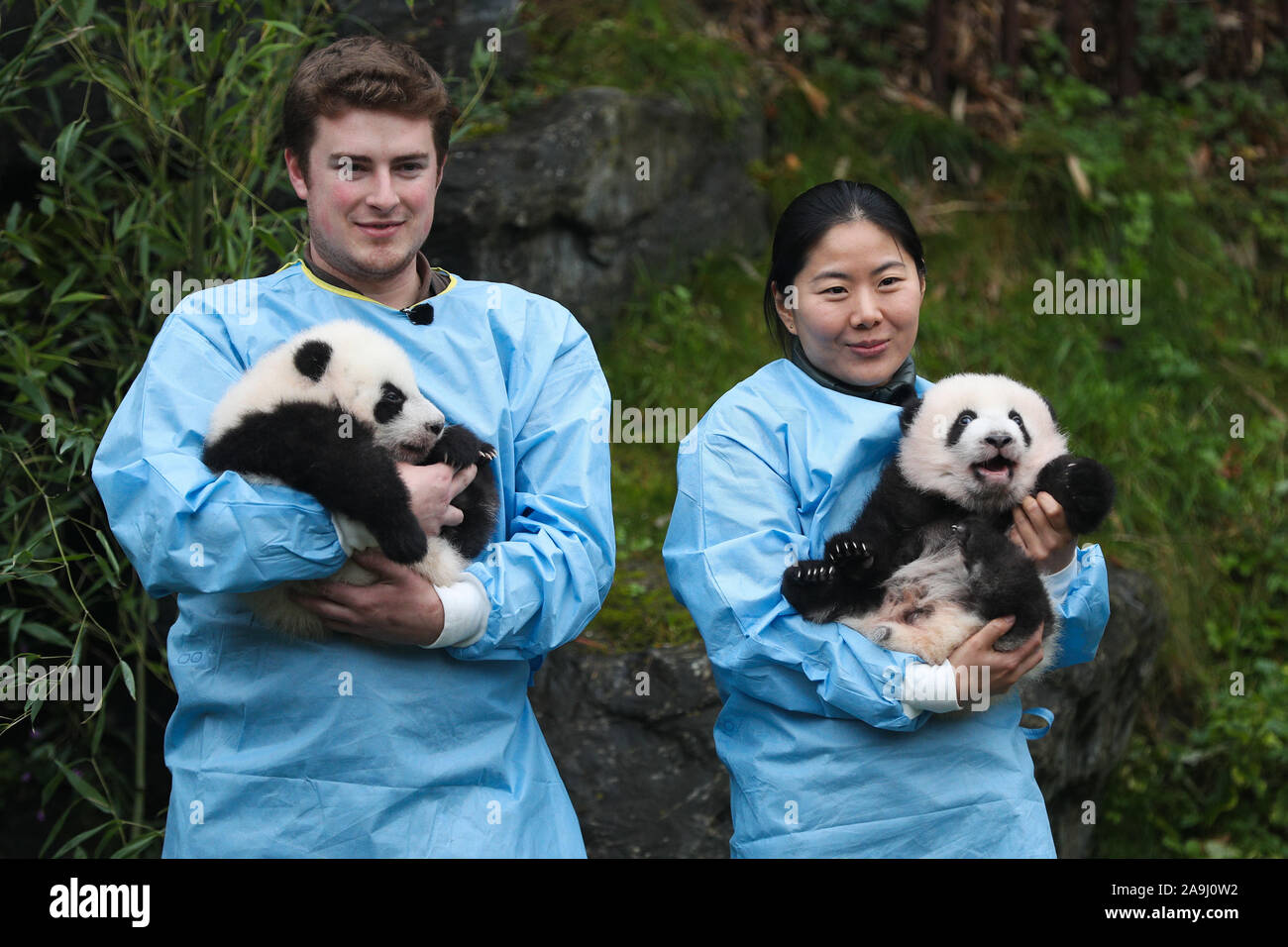 Beijing, Belgium. 14th Nov, 2019. Zookeepers hold the panda twins "Bao ...