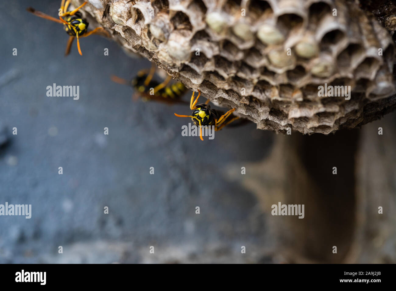 Yellow jacket wasp stinger hi-res stock photography and images - Alamy