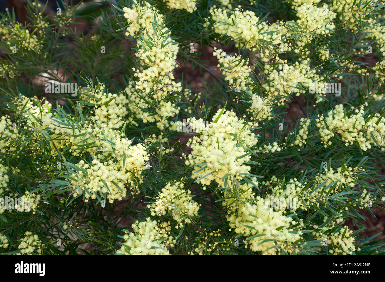 Sydney Australia, pale yellow flowers and buds of an acacia myrtfolia ...