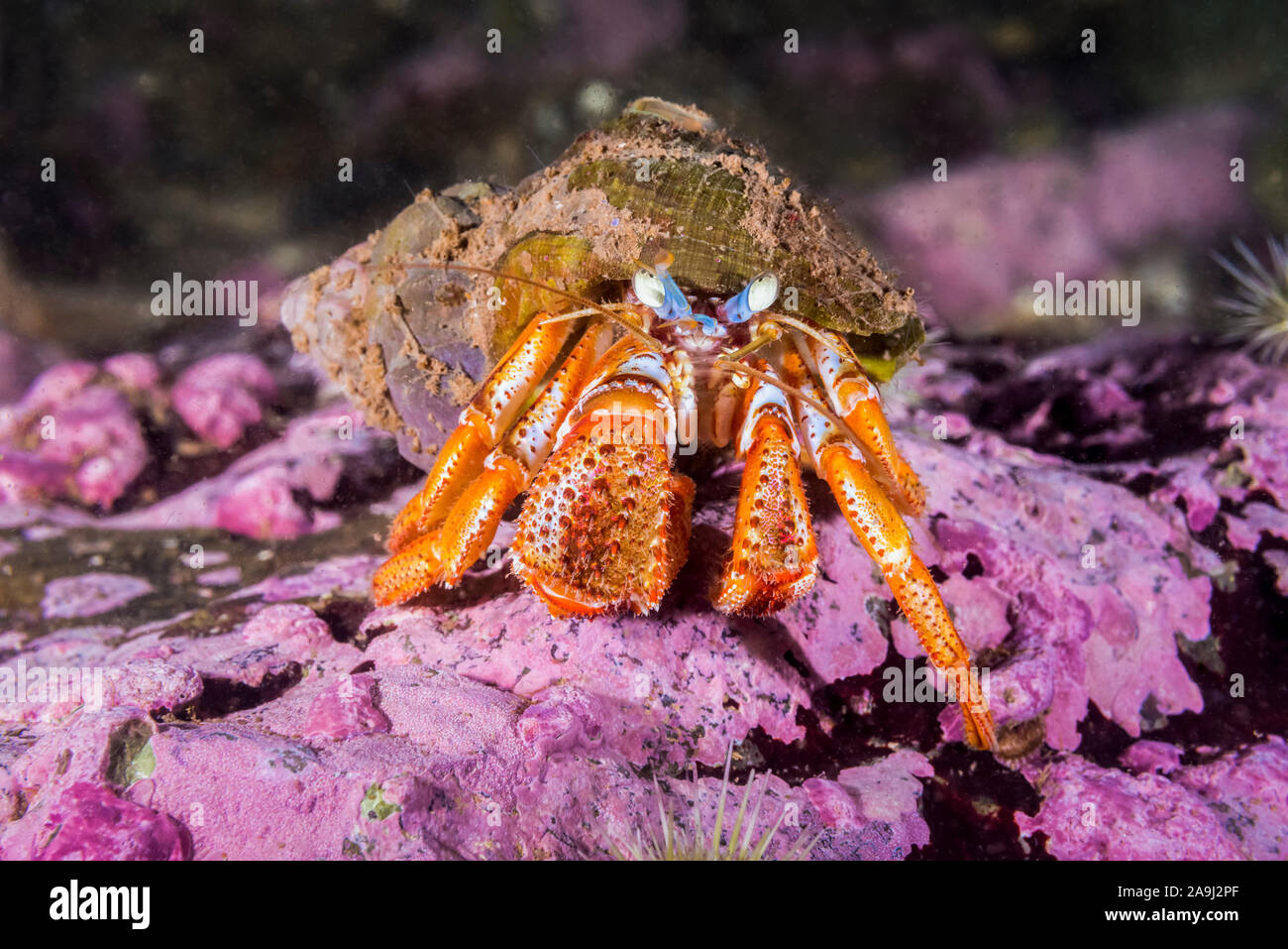 Hermit crab new shell underwater hi-res stock photography and images ...