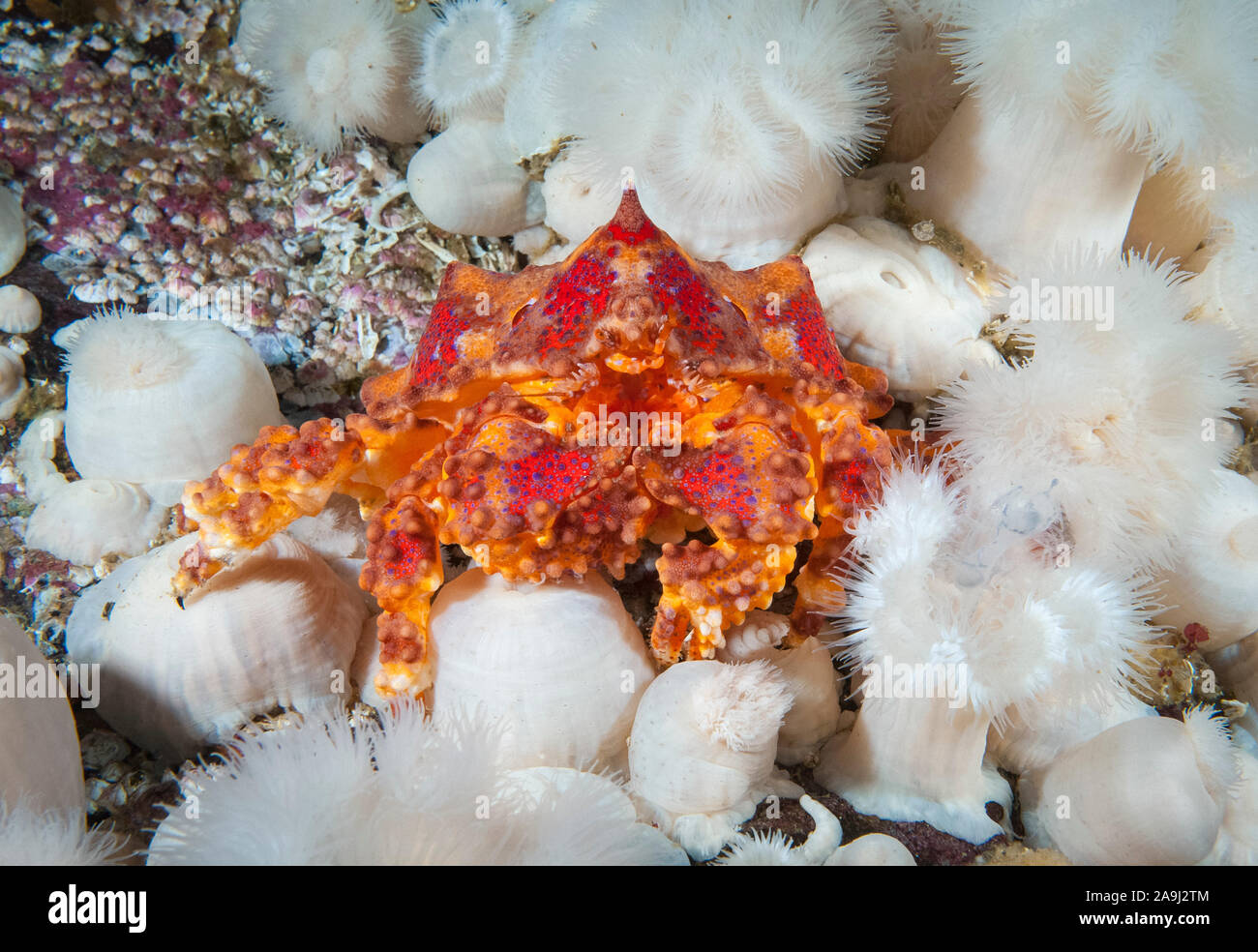 Puget Sound king crab Lopholithodes mandtii, juvenile, walking over ...