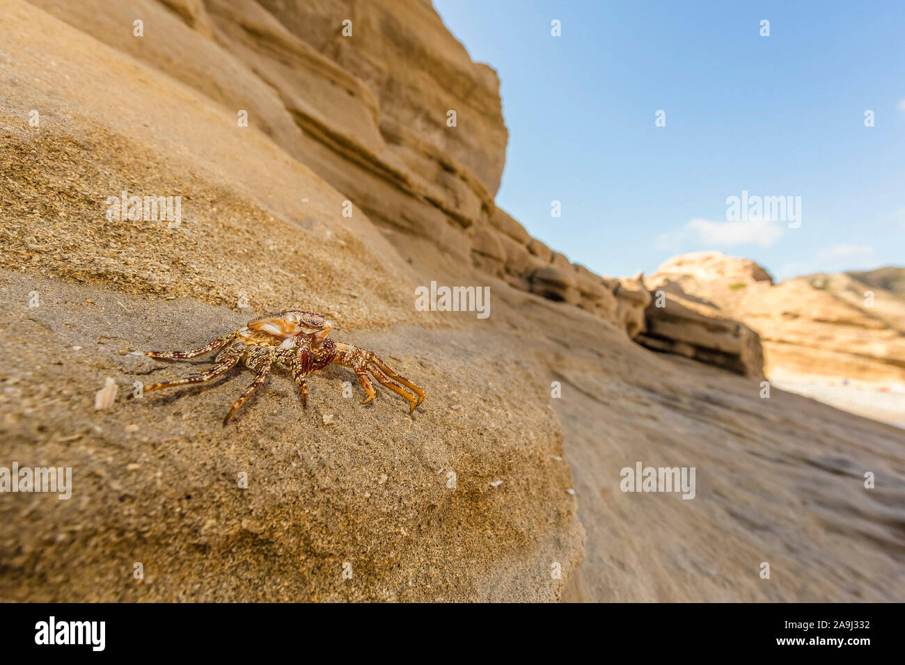 red rock crab, or Sally Lightfoot crab, Grapsus grapsus, molted ...