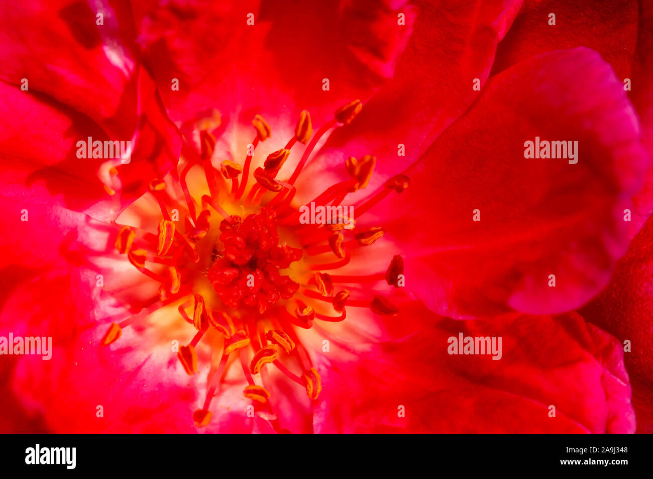 Pollen of a rose flower hi-res stock photography and images - Alamy