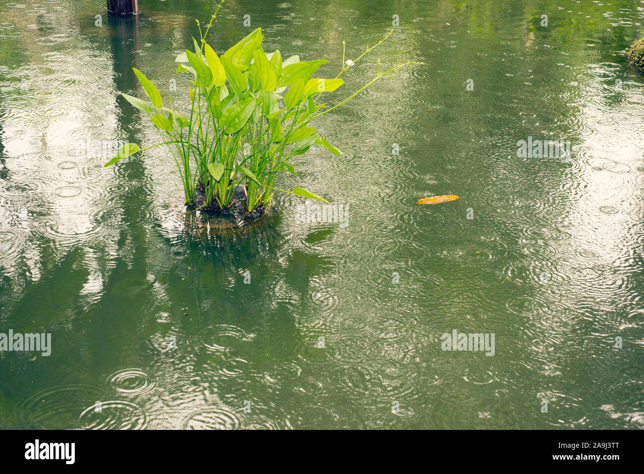 tropical pond with rain drops splashes and circles on water surface ...