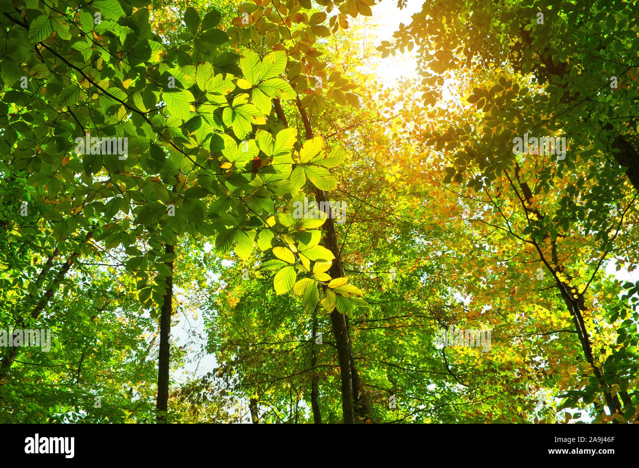 Into the forest. Nature composition Stock Photo - Alamy