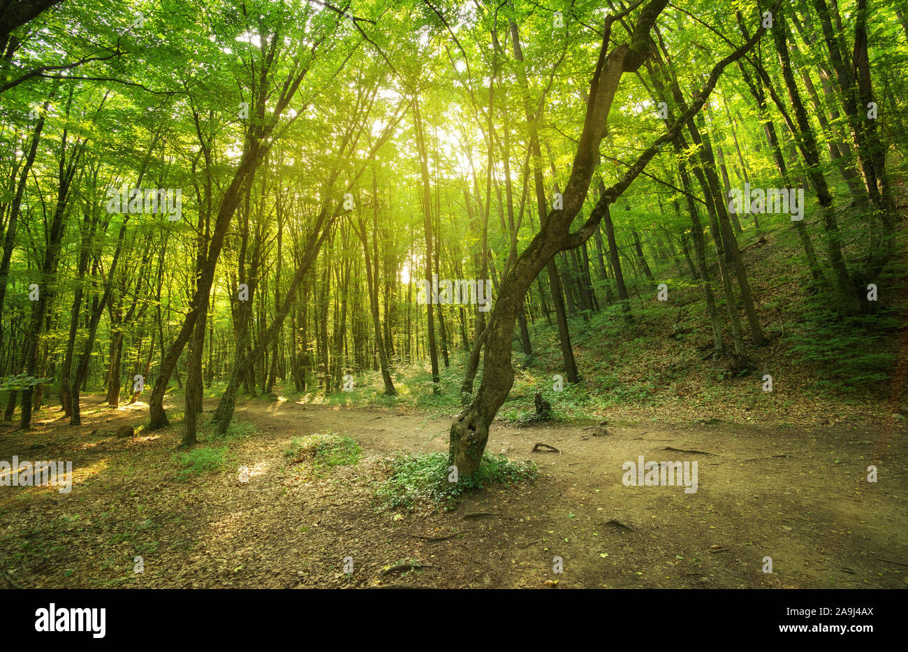Trees leafs composition hi-res stock photography and images - Alamy