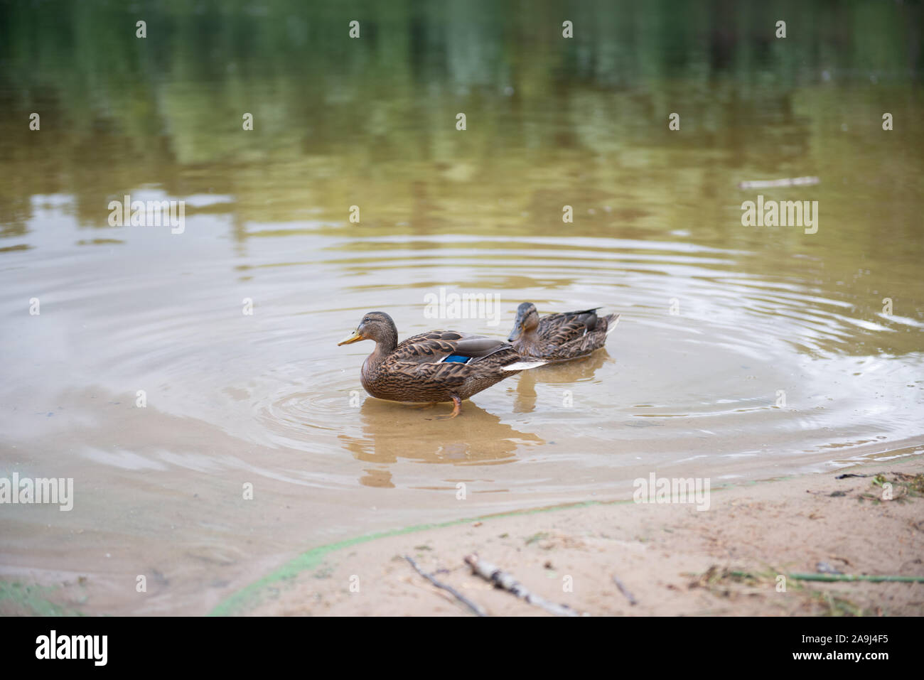 Two beautiful ducks resting hi-res stock photography and images - Alamy