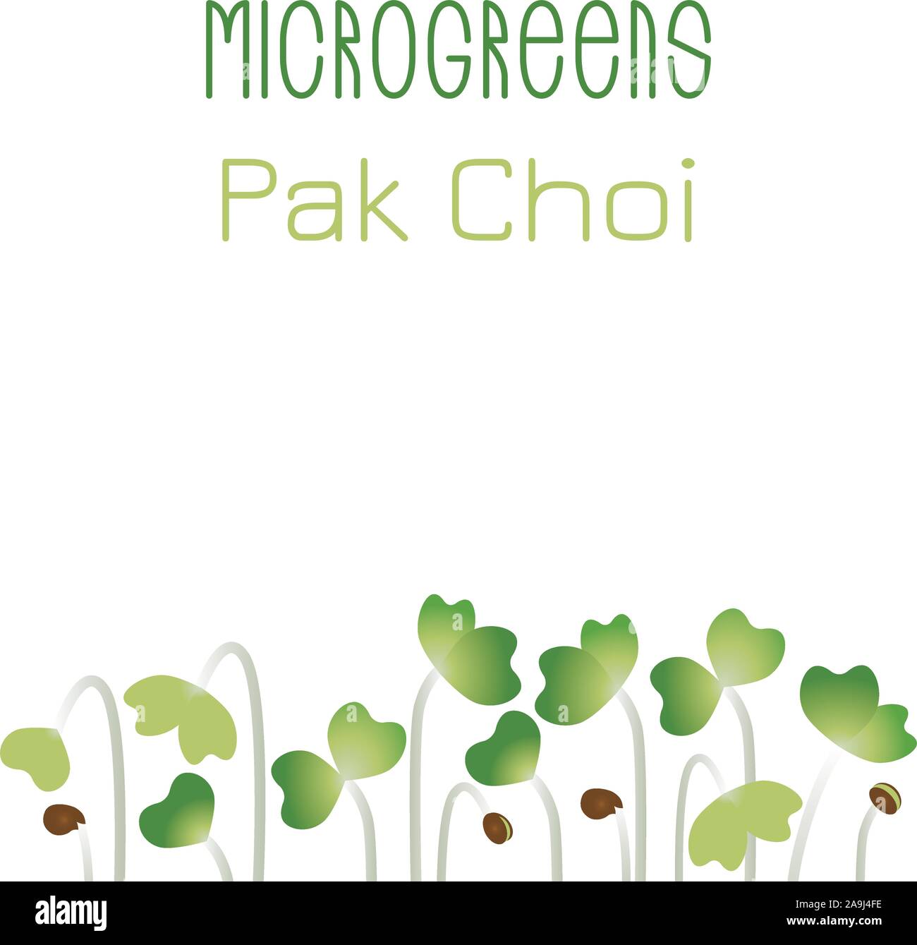 Microgreens Pak Choi. Seed packaging design. Sprouting seeds of a plant ...