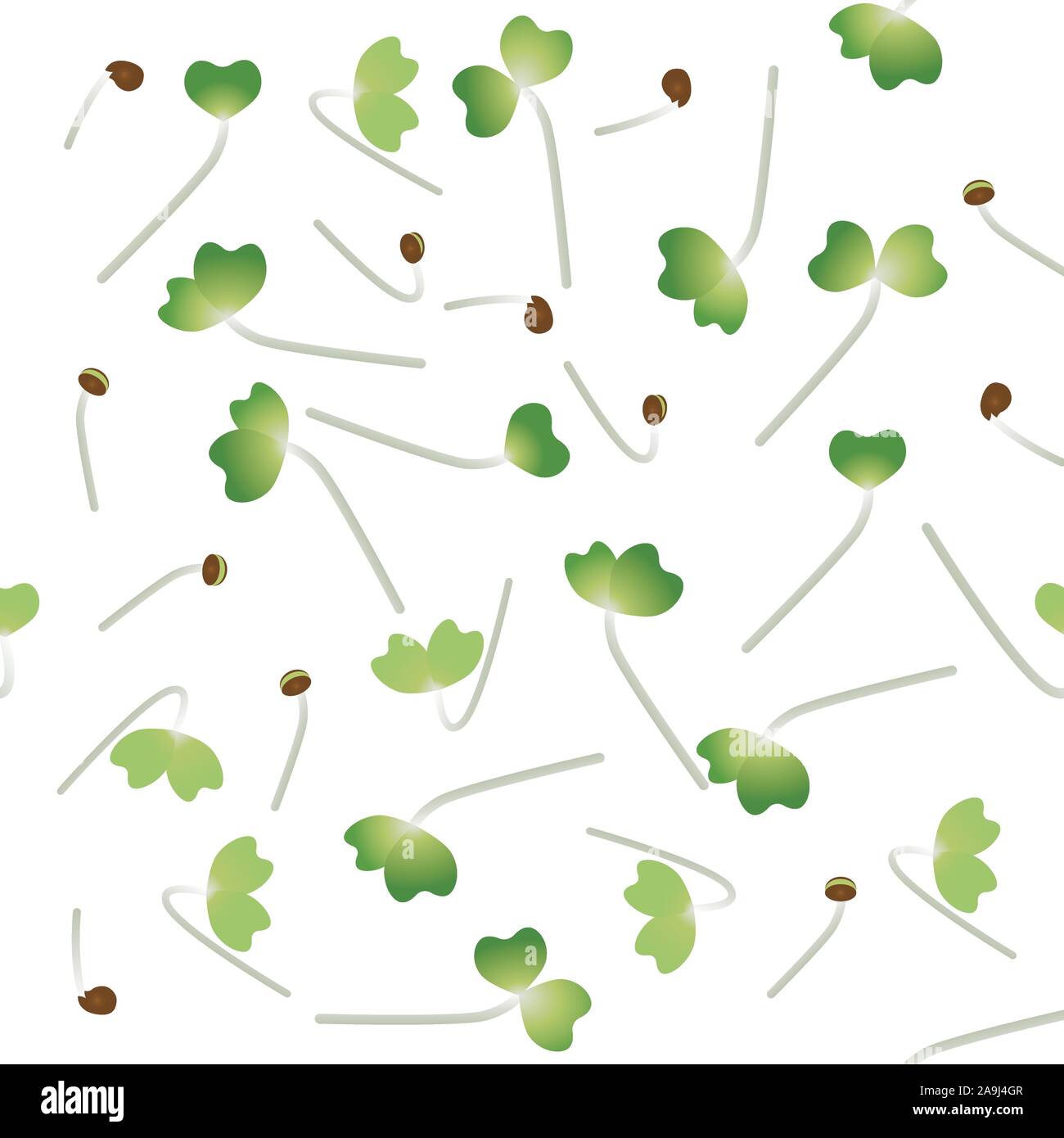 Pak choi white Stock Vector Images - Alamy