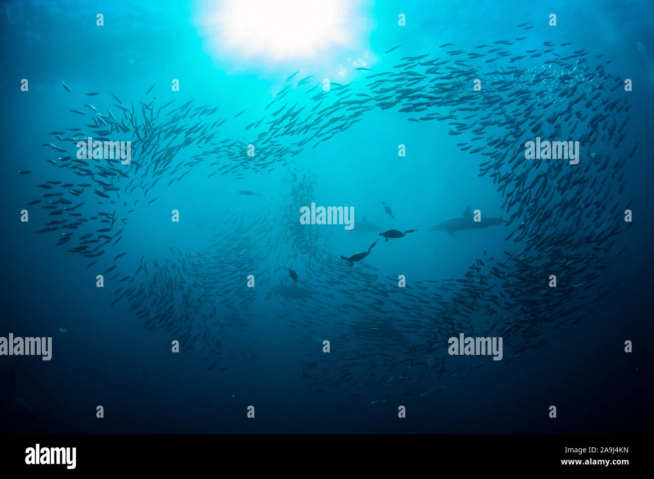 Dolphin hunting fish hi-res stock photography and images - Alamy