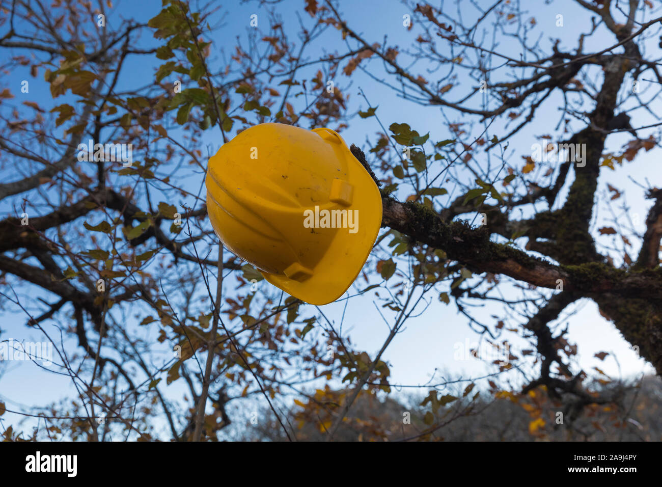 Yellow work helmet hanging on a tree Stock Photo - Alamy