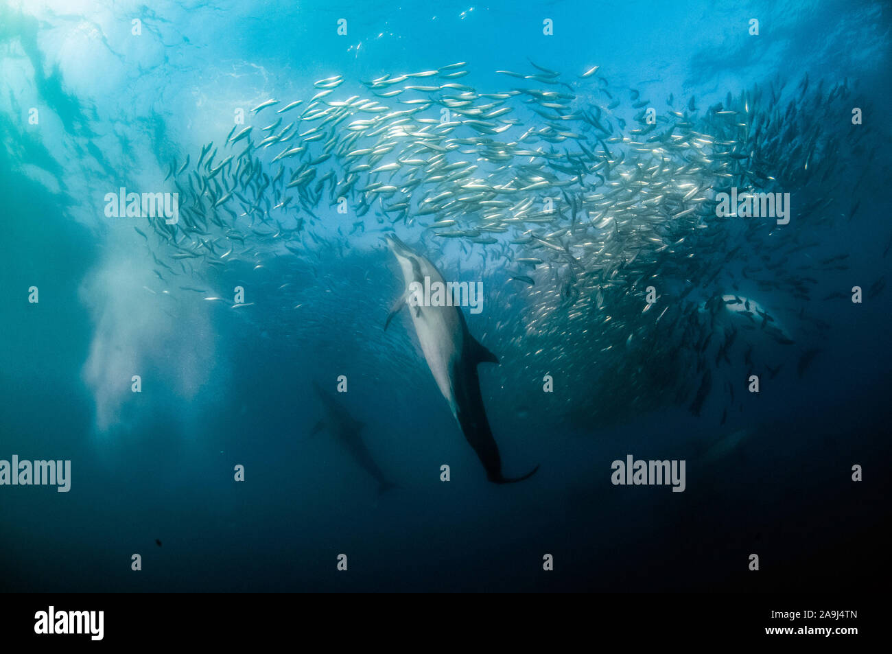 Long-beaked Common Dolphins, Delphinus capensis, feeding on school of ...