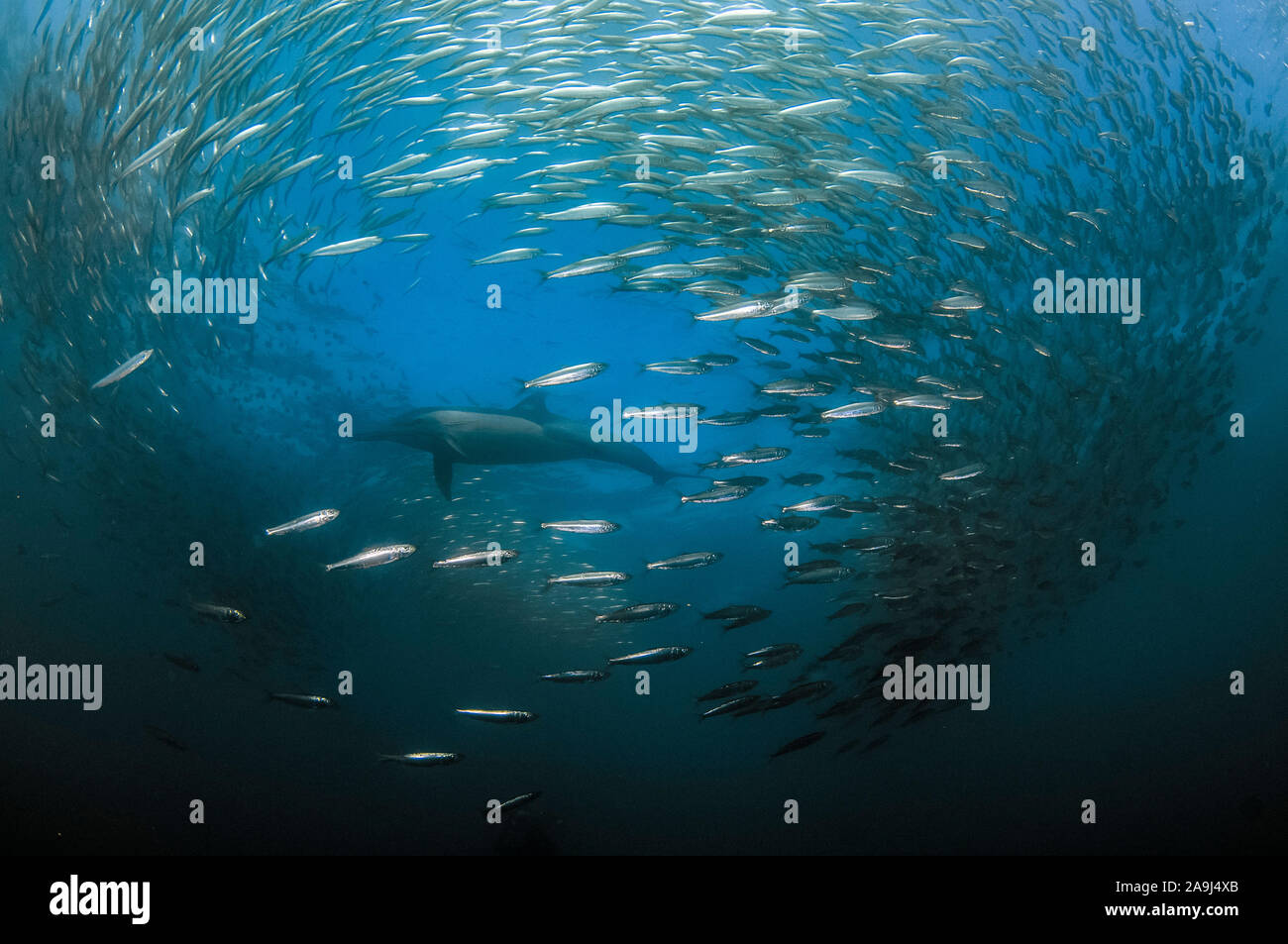 Long-beaked Common Dolphin, Delphinus capensis, feeding on school of ...