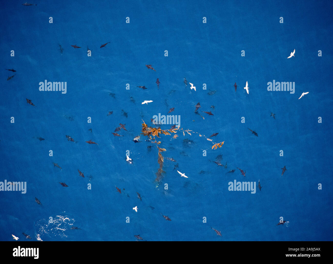 aerial view of yellowfin tuna, Thunnus albacares, feeding, drifting ...