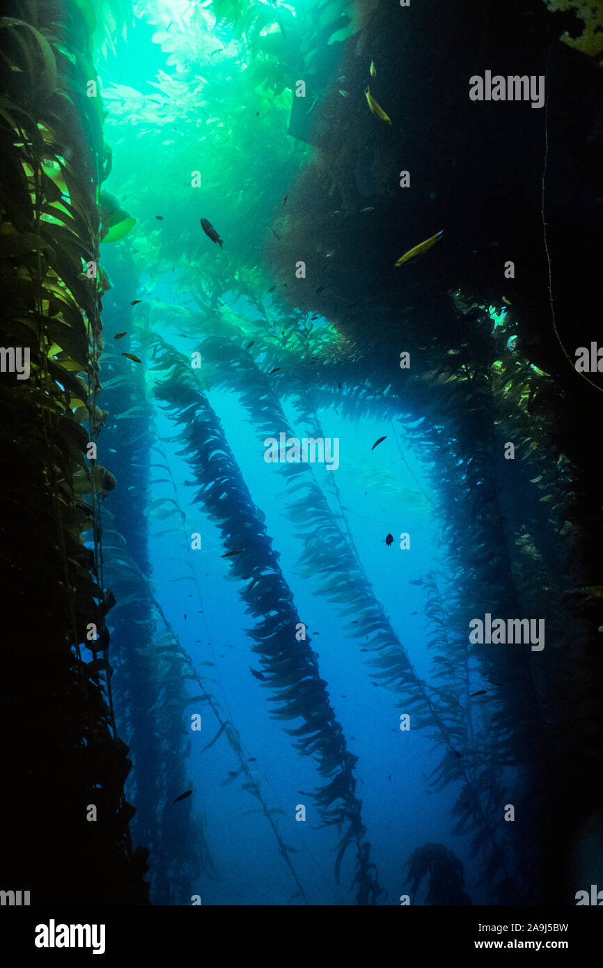 Largest algae hi-res stock photography and images - Alamy