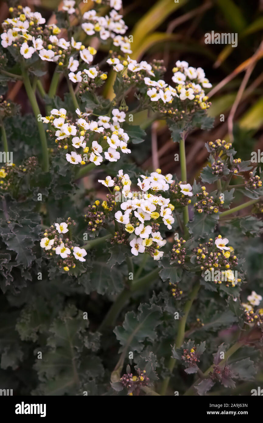 Crambe seaside garden hi-res stock photography and images - Alamy