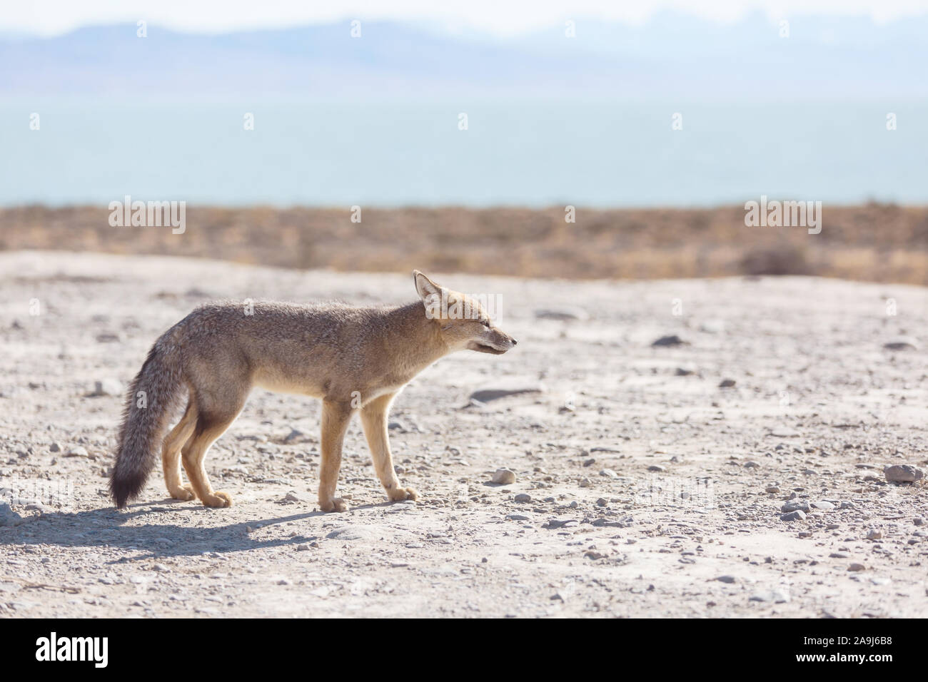 South American gray fox (Lycalopex griseus), Patagonian fox, in ...