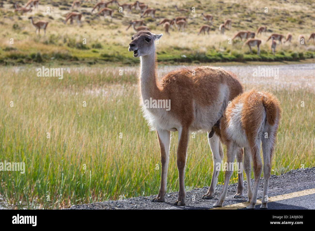 Guanaco patagonia sunrise hi-res stock photography and images - Alamy
