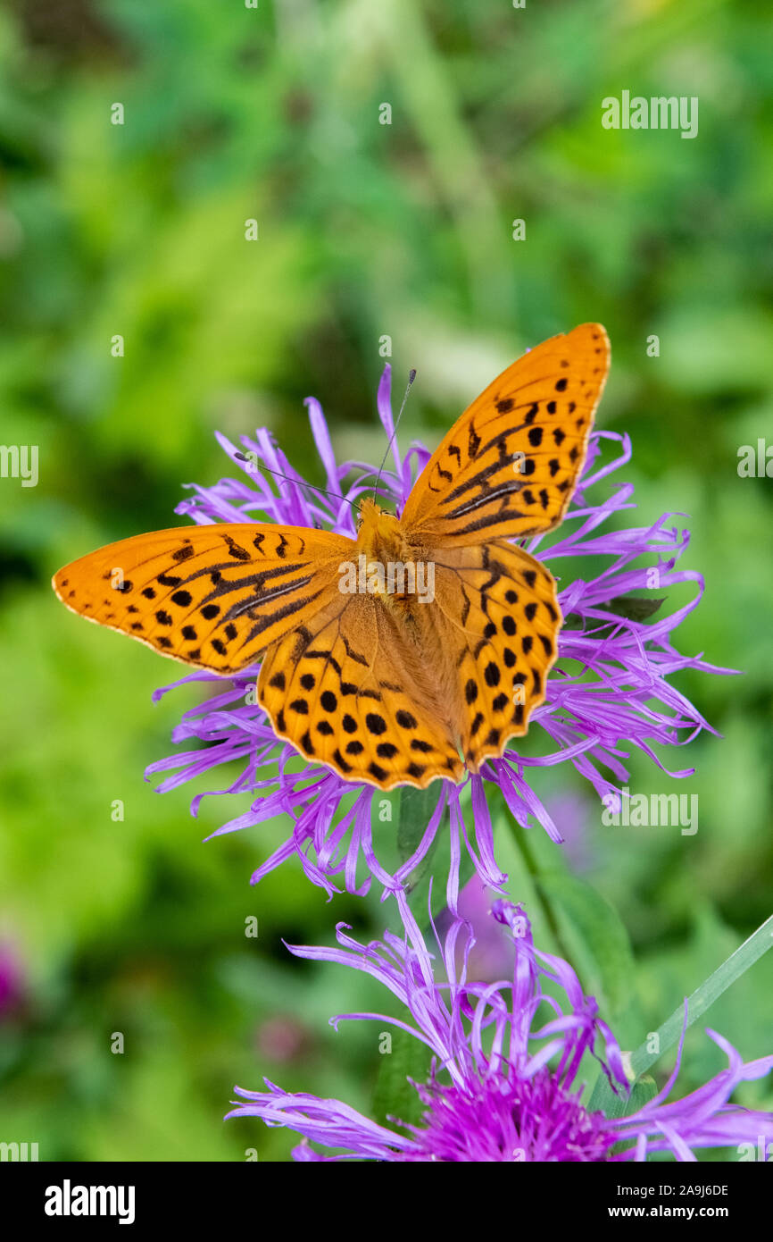 Silver washed fritillary illustration hi-res stock photography and ...