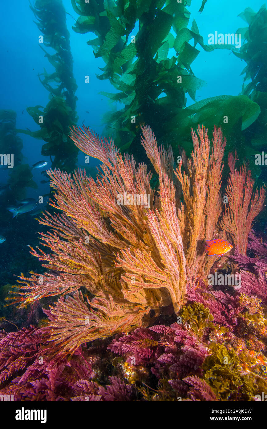 California golden gorgonian on underwater rocky reef below kelp forest ...