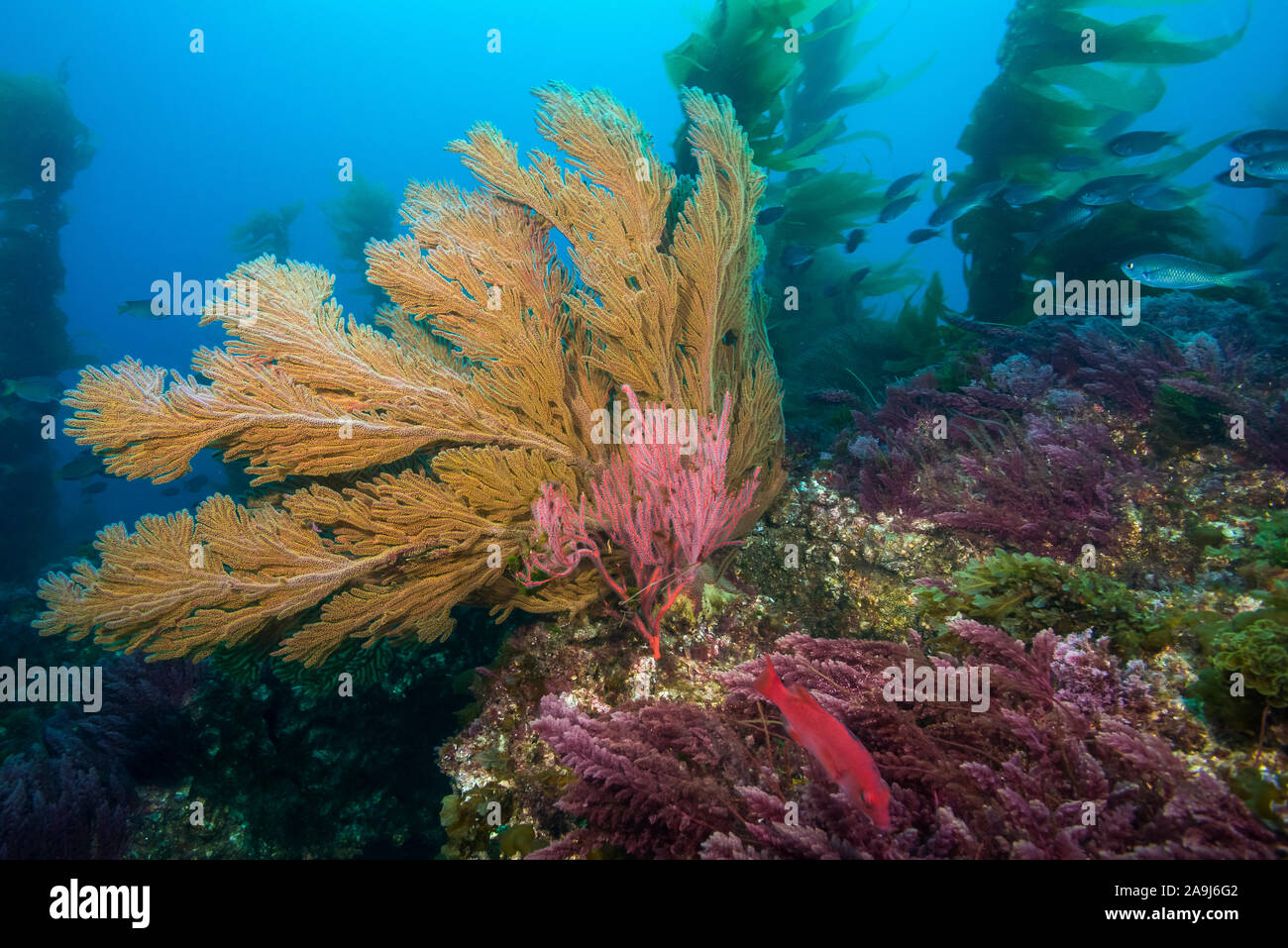 California golden gorgonian on underwater rocky reef below kelp forest ...
